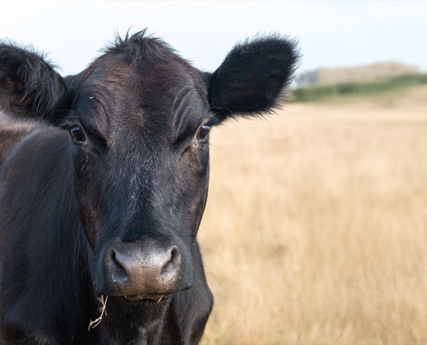 Biochar For Sale - UK Biochar Production - Brodie Biomass